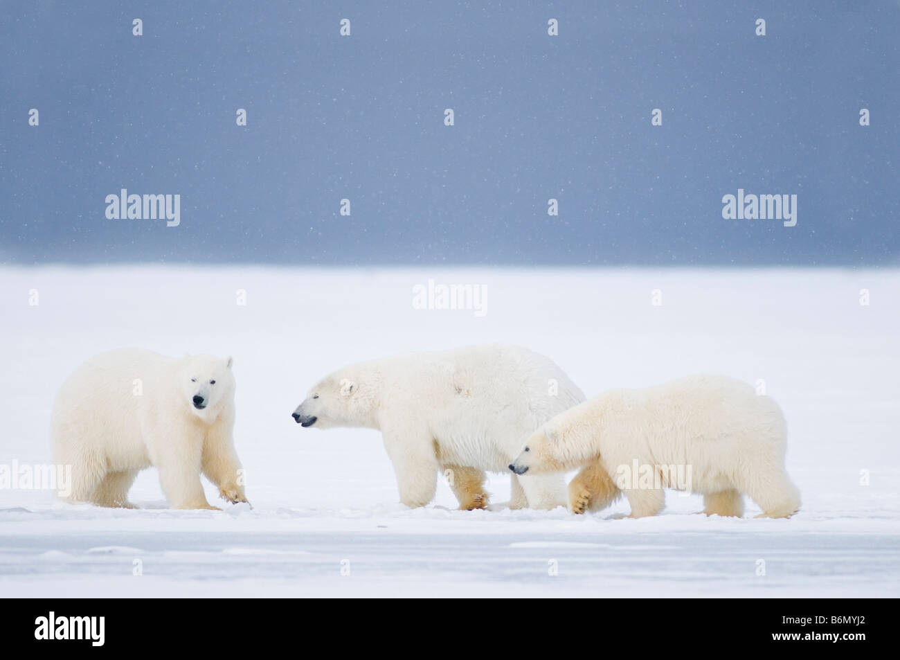 polar bears Ursus maritimus cubs two 2 year olds and a spring cub play with one another on the ...