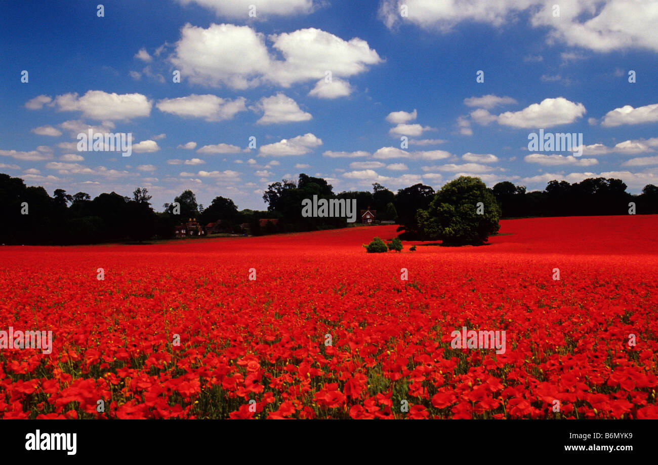 Poppies at east clandon hi-res stock photography and images - Alamy