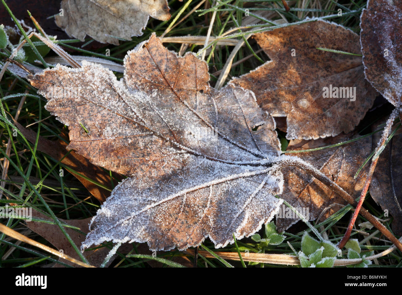 Large red maple leaf (Acer rubrum ) etched in frost catches the early ...