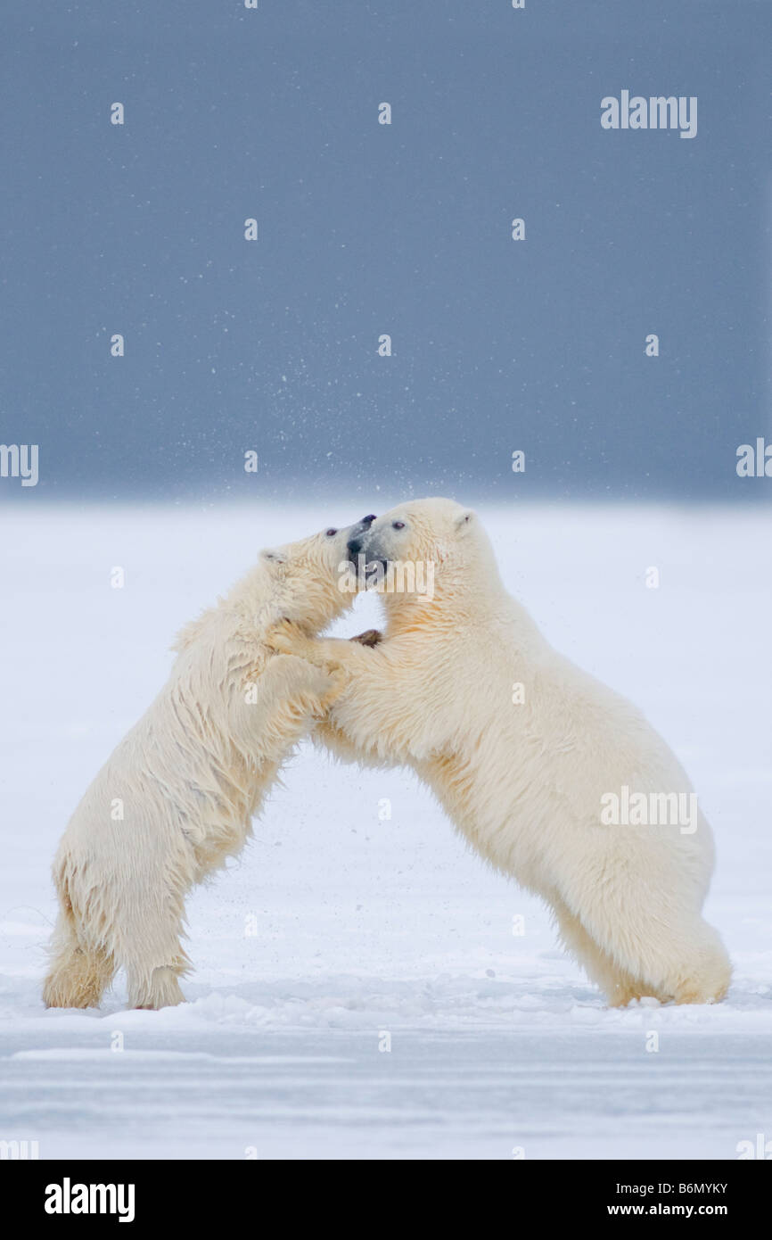 polar bears Ursus maritimus cubs 2 year old and a spring cub play with ...