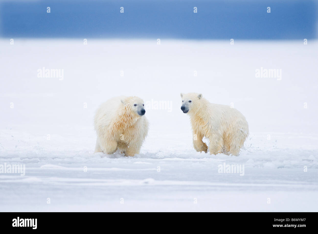 polar bears Ursus maritimus cubs 2 year old and a spring cub play with ...