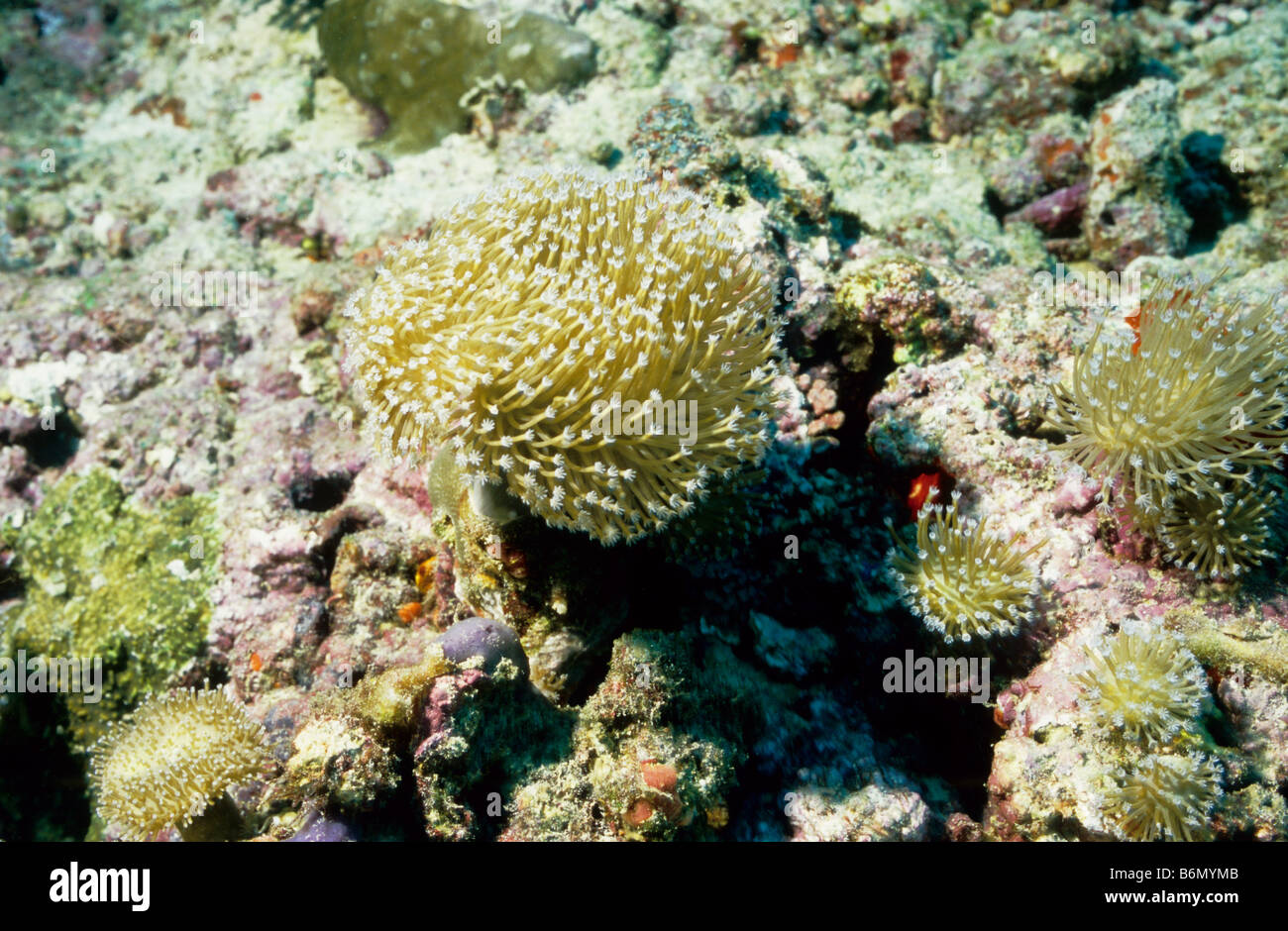 Alcyonaria hi-res stock photography and images - Alamy