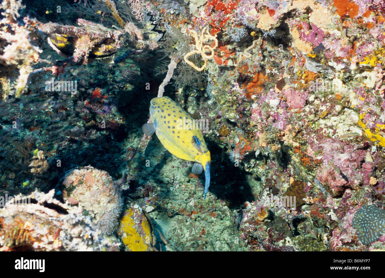 Boxfish. Genus: Ostraciidae. Cube Boxfish or Yellow Boxfish. Ostracion ...