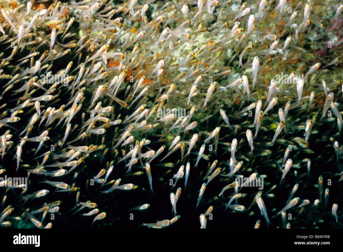 Glassfish hi-res stock photography and images - Alamy