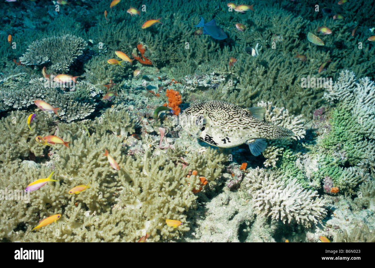 Star Pufferfish or Giant Pufferfish. Family:Tetraodontidae. Arothron ...