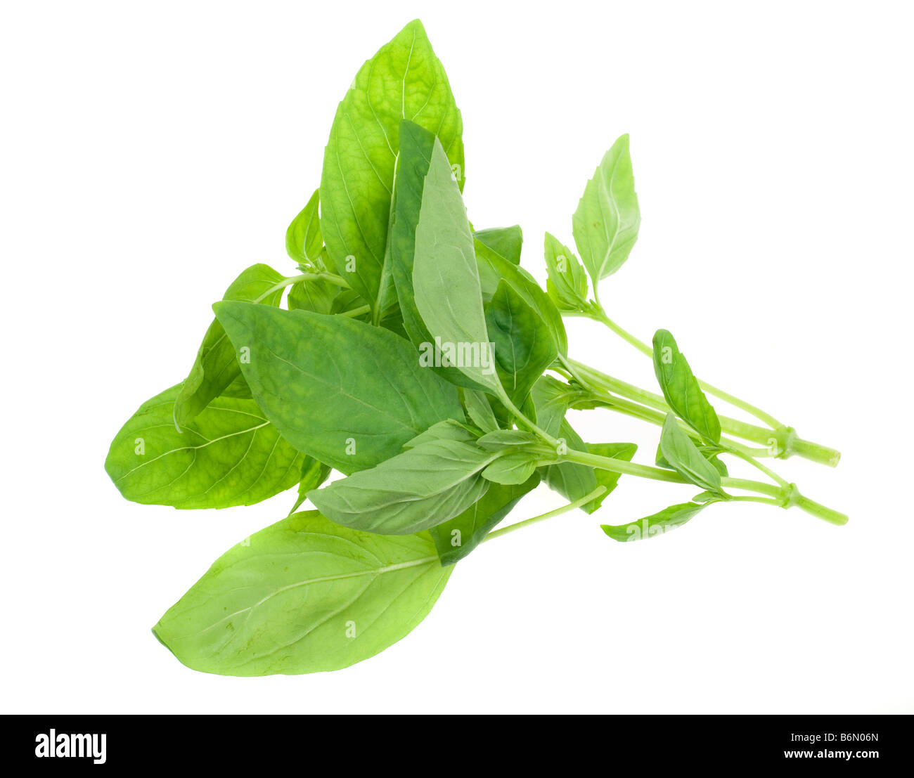 fresh basil isolated on a white background Stock Photo - Alamy