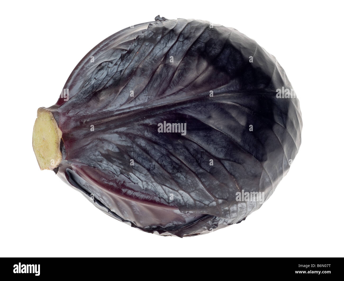 One fresh cabbage close hi-res stock photography and images - Alamy