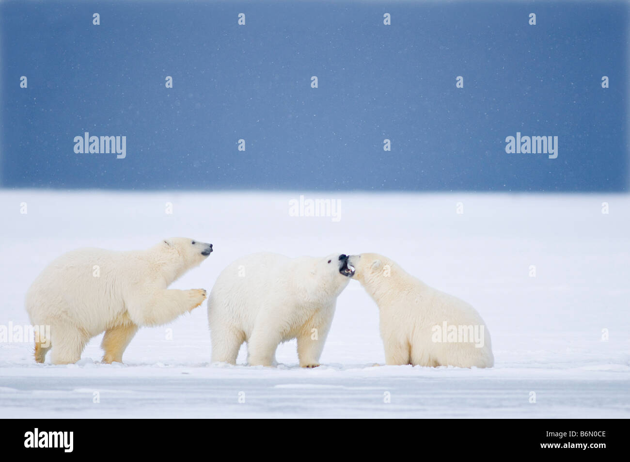 polar bears Ursus maritimus cubs two 2 year olds and a spring cub play ...