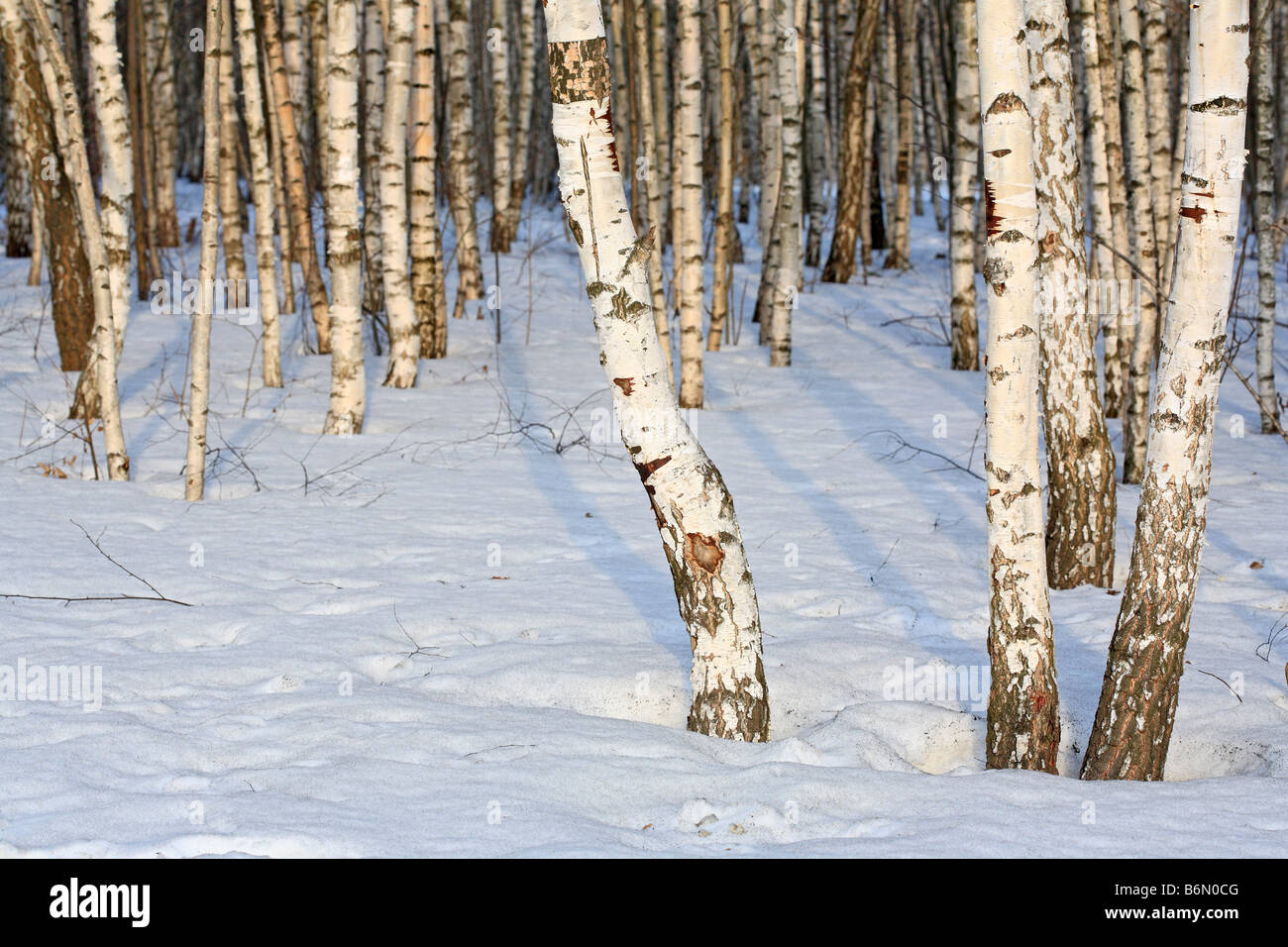 Nature, white snow, European weeping birch (Betula pendula) forest in ...