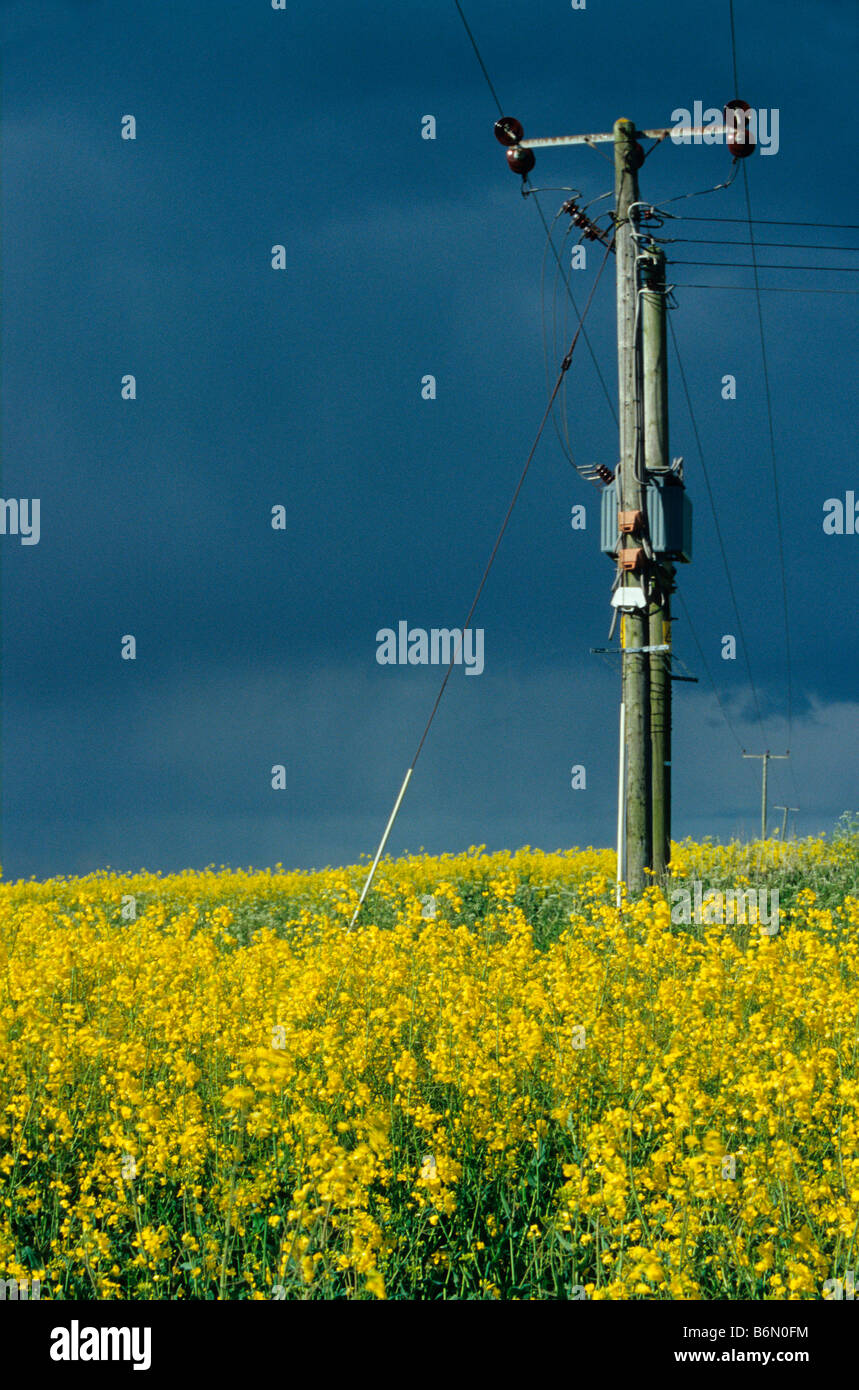 Rapeseed field in hampshire hi-res stock photography and images - Alamy