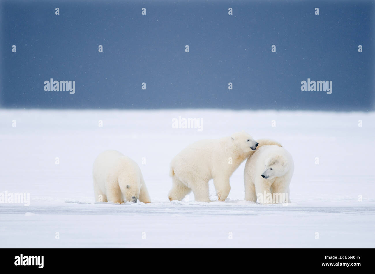 polar bears Ursus maritimus cubs two 2 year olds and a spring cub play ...