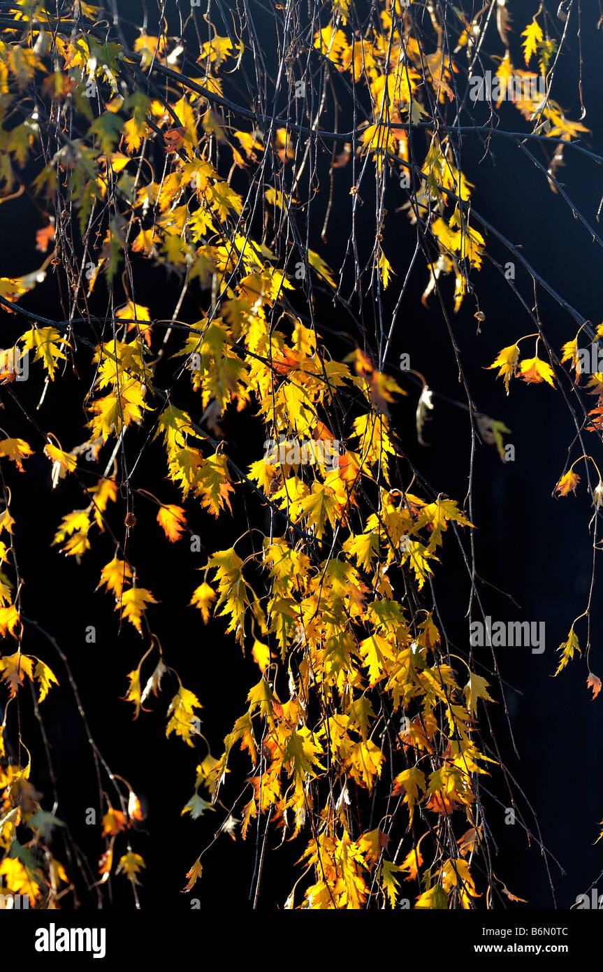 Tree with hanging vines hi-res stock photography and images - Alamy
