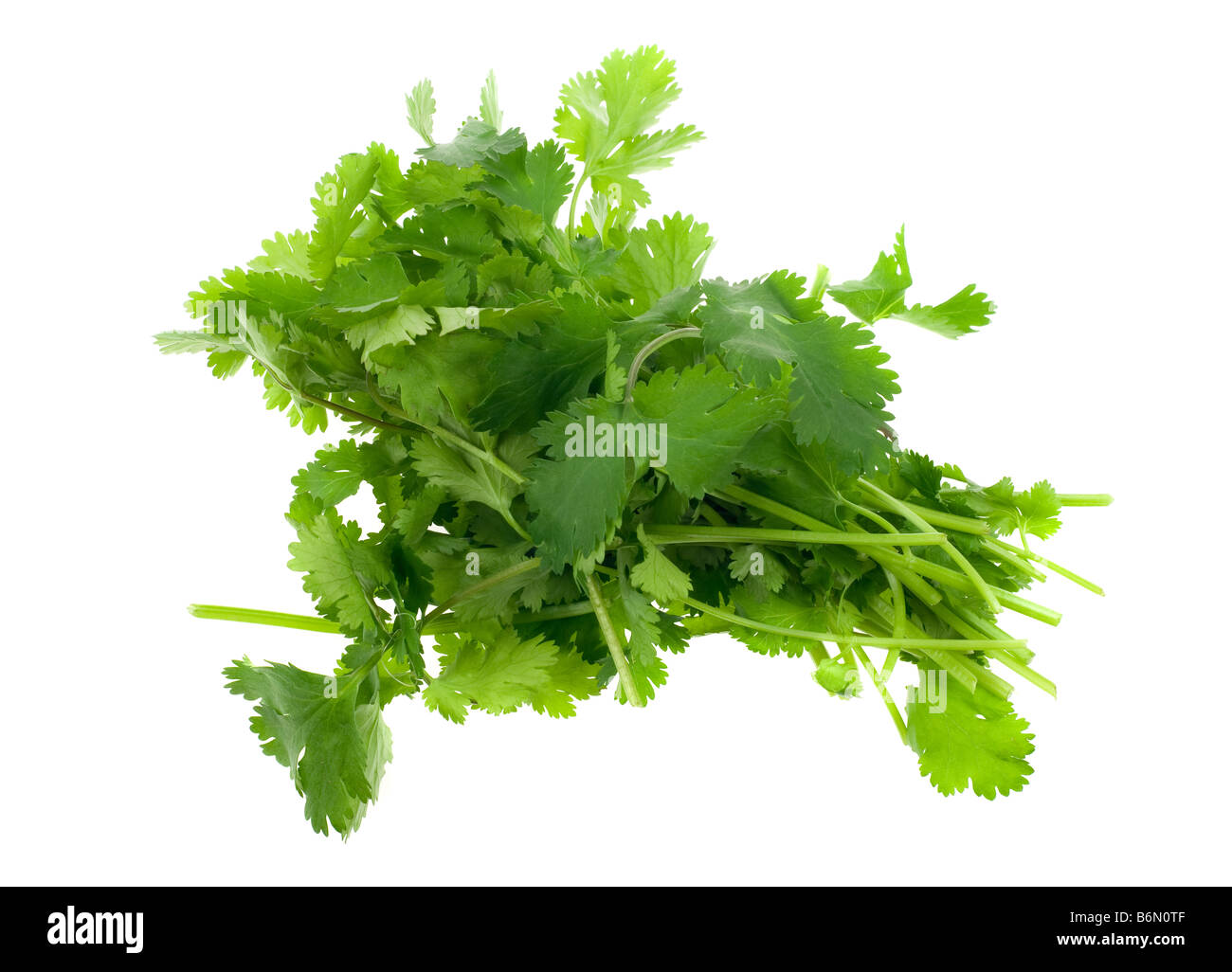 fresh coriander cilantro herb isolated on a white background Stock ...