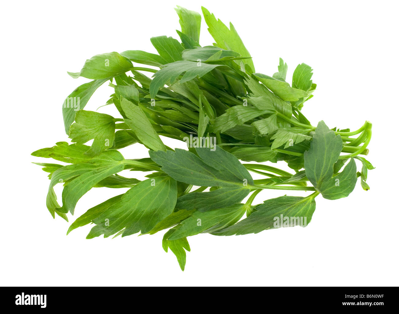 fresh lovage herb isolated on a white background Stock Photo - Alamy