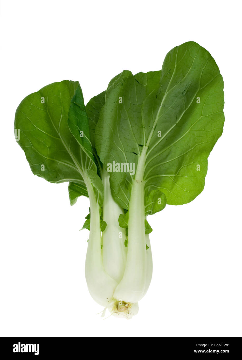 fresh pak Choy isolated on a white background Stock Photo - Alamy