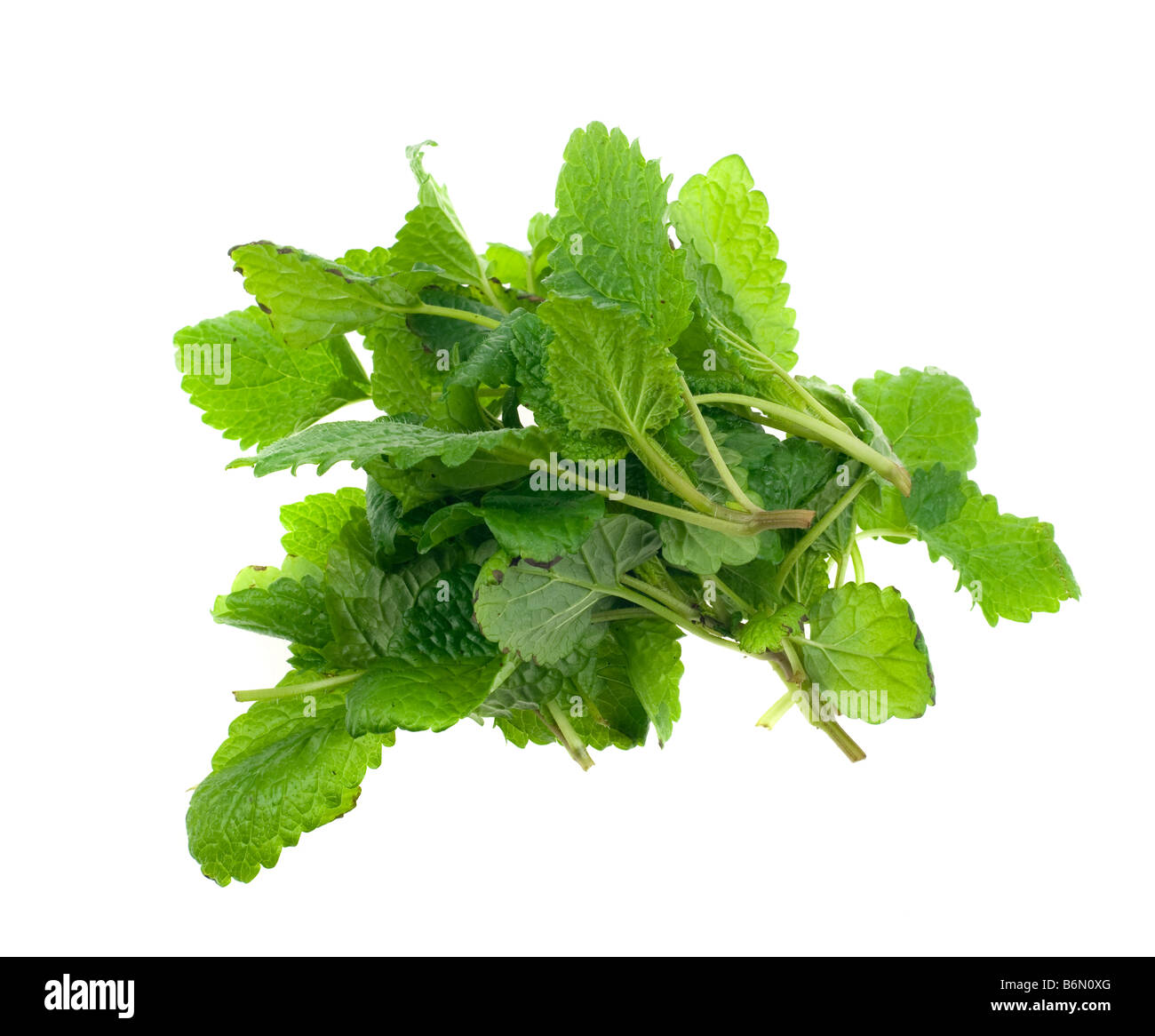 fresh lemon balm herb isolated on white background Stock Photo - Alamy