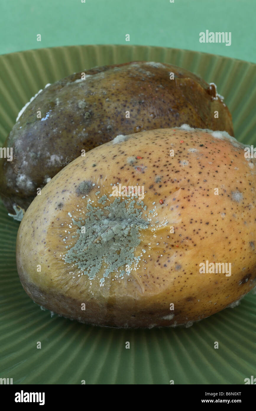 Penicilin mould hi-res stock photography and images - Alamy