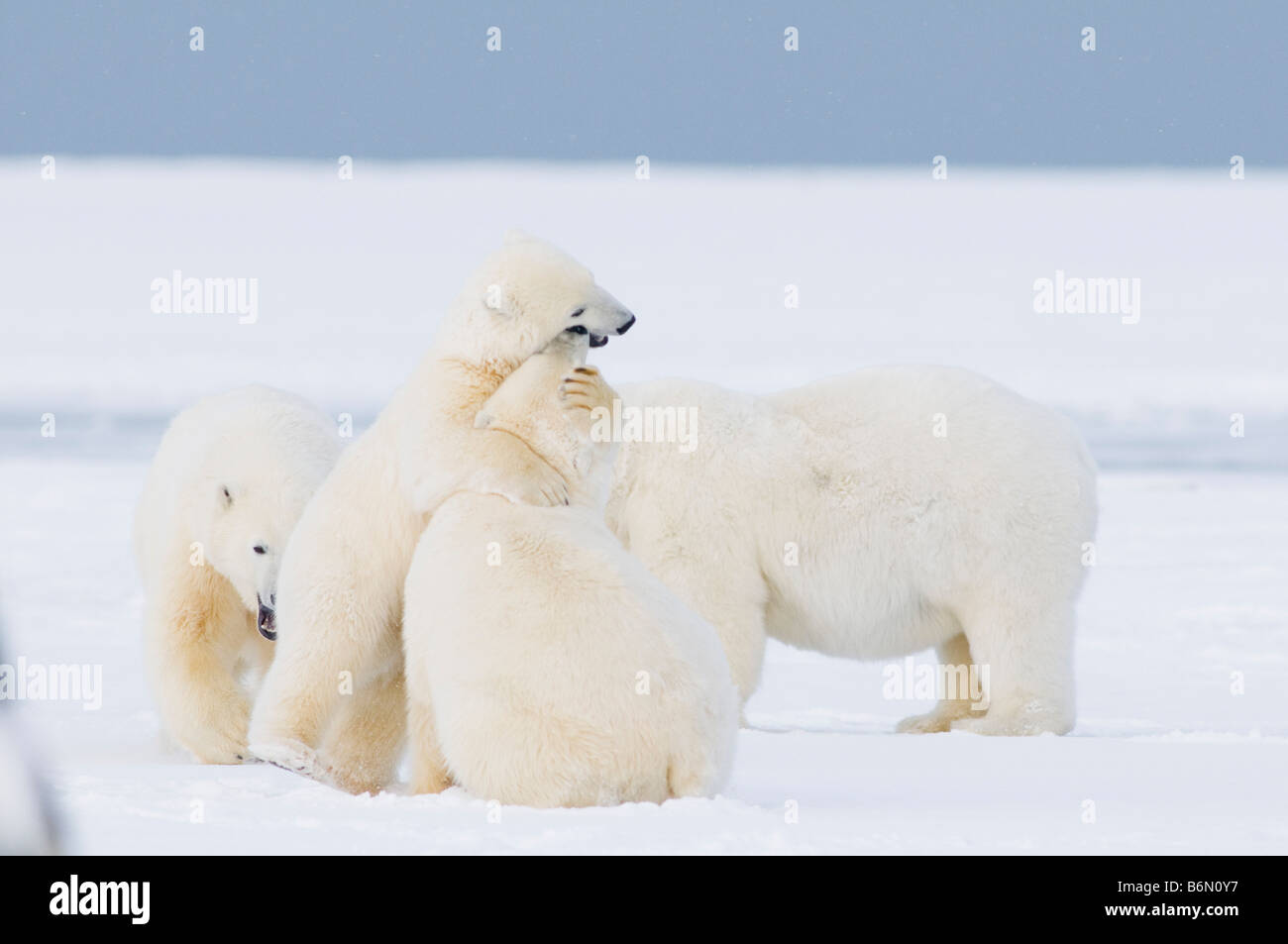 polar bears Ursus maritimus cubs two 2 year olds and a spring cub play ...