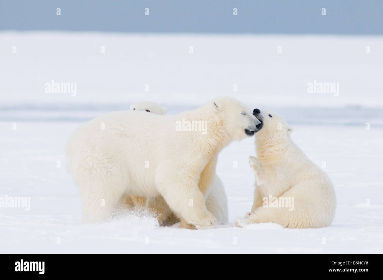 polar bears Ursus maritimus cubs two 2 year olds and a spring cub play ...