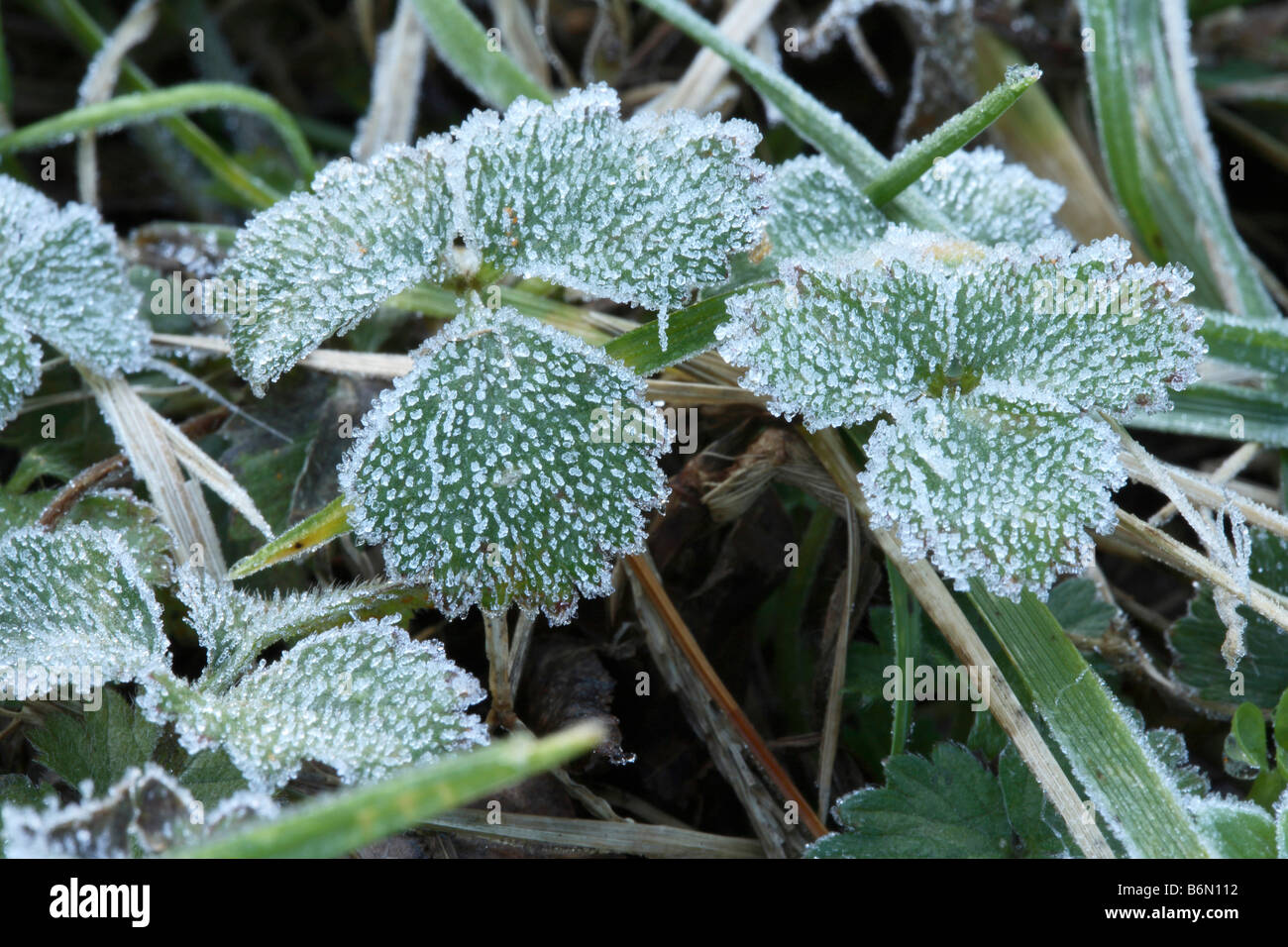 Two tri lobed dark green leaves of Indian Strawberry (Duchesnea indica ...