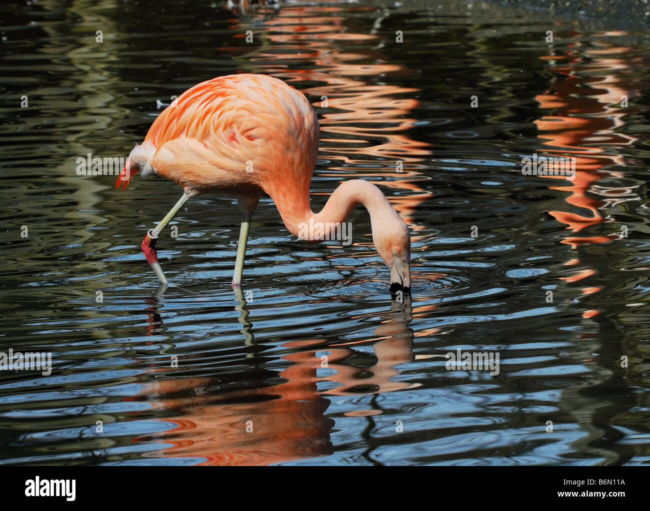 Pink flamingo water hi-res stock photography and images - Alamy