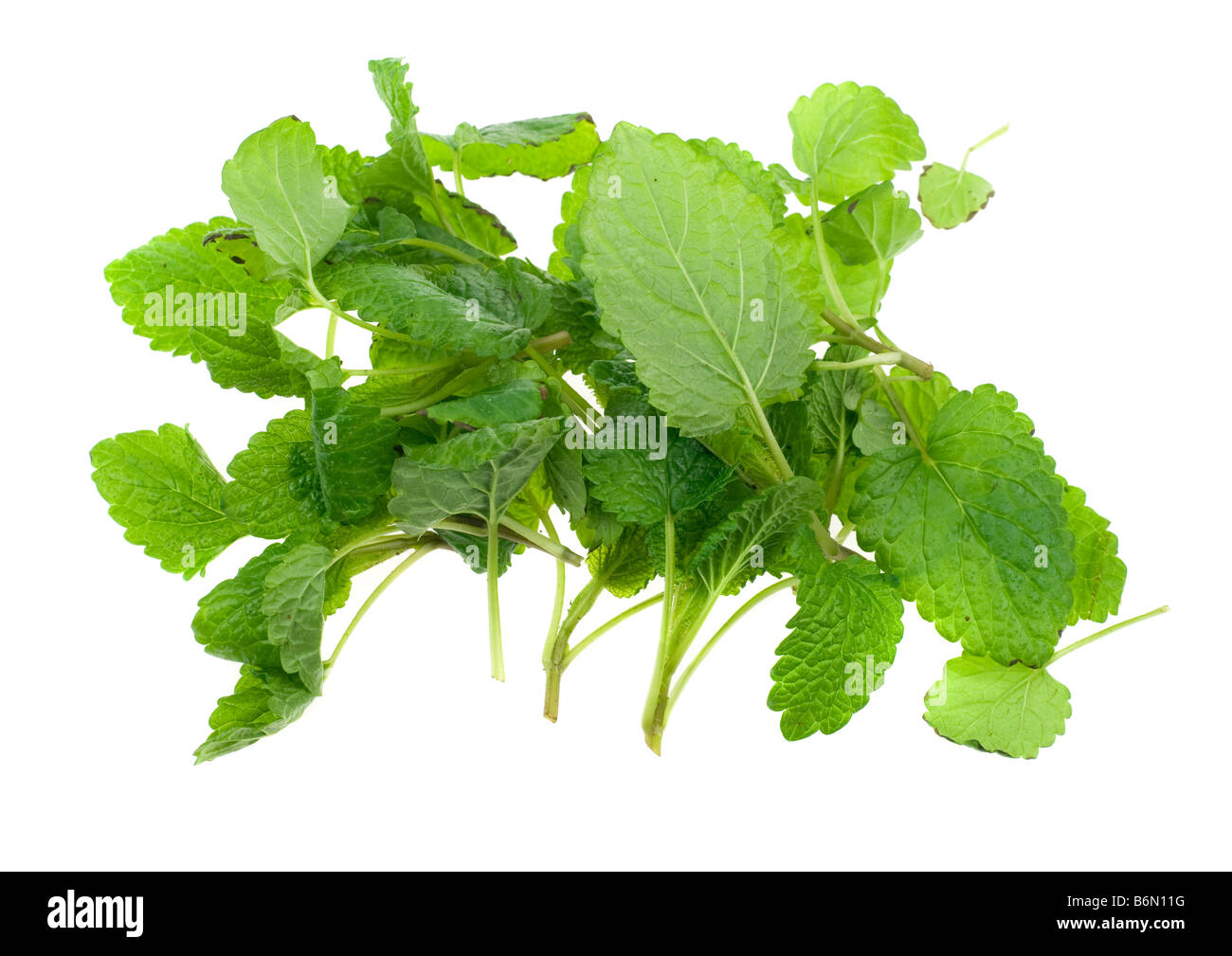 fresh lemon balm herb isolated on white background Stock Photo - Alamy