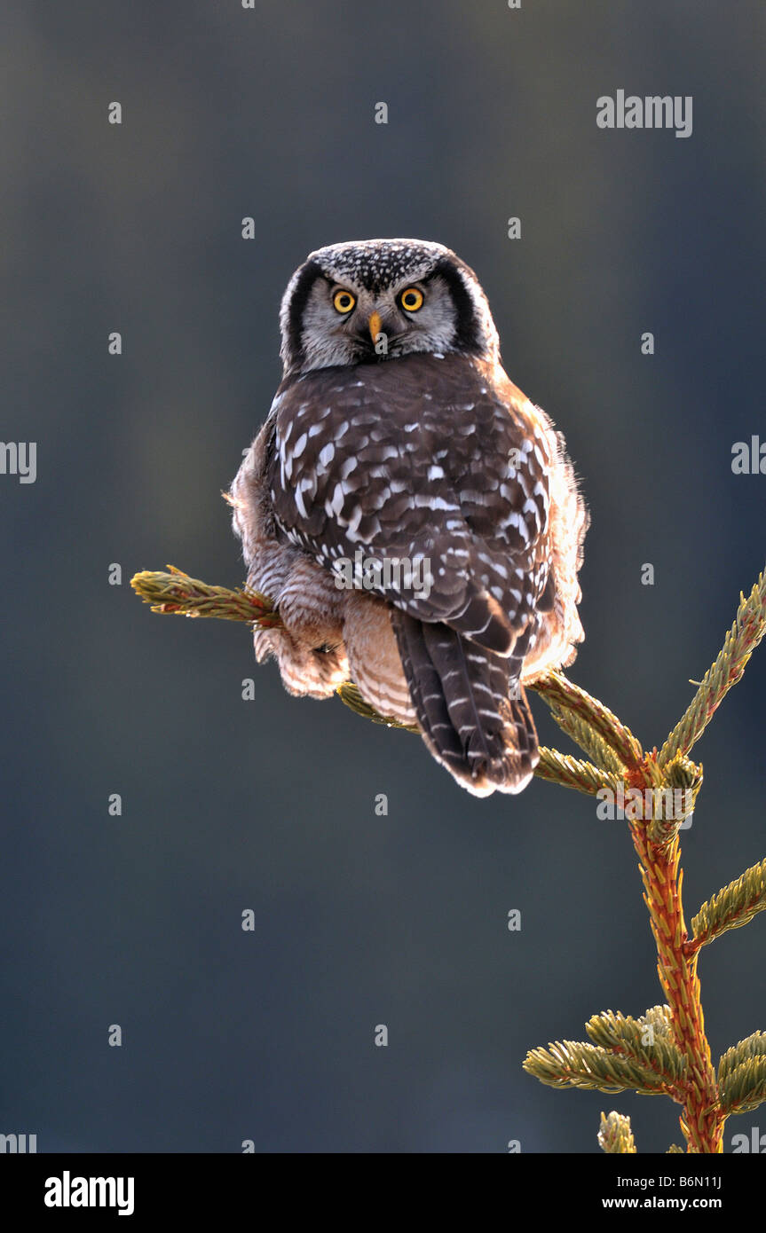 Northern Hawk Owl 0802 Stock Photo - Alamy