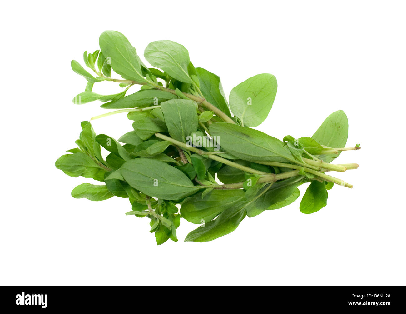 fresh marjoram herb isolated on a white background Stock Photo - Alamy