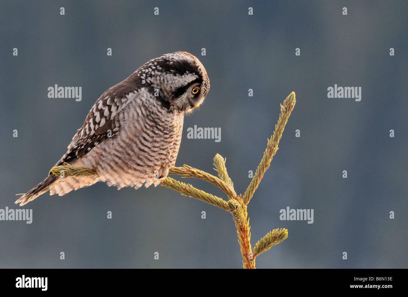 Northern Hawk Owl 0804 Stock Photo - Alamy