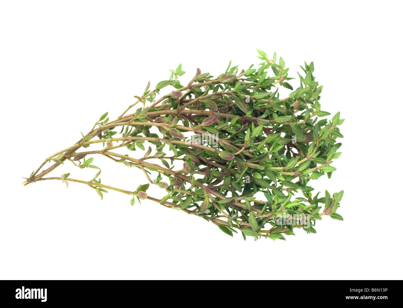 fresh thyme herb isolated on a white background Stock Photo - Alamy
