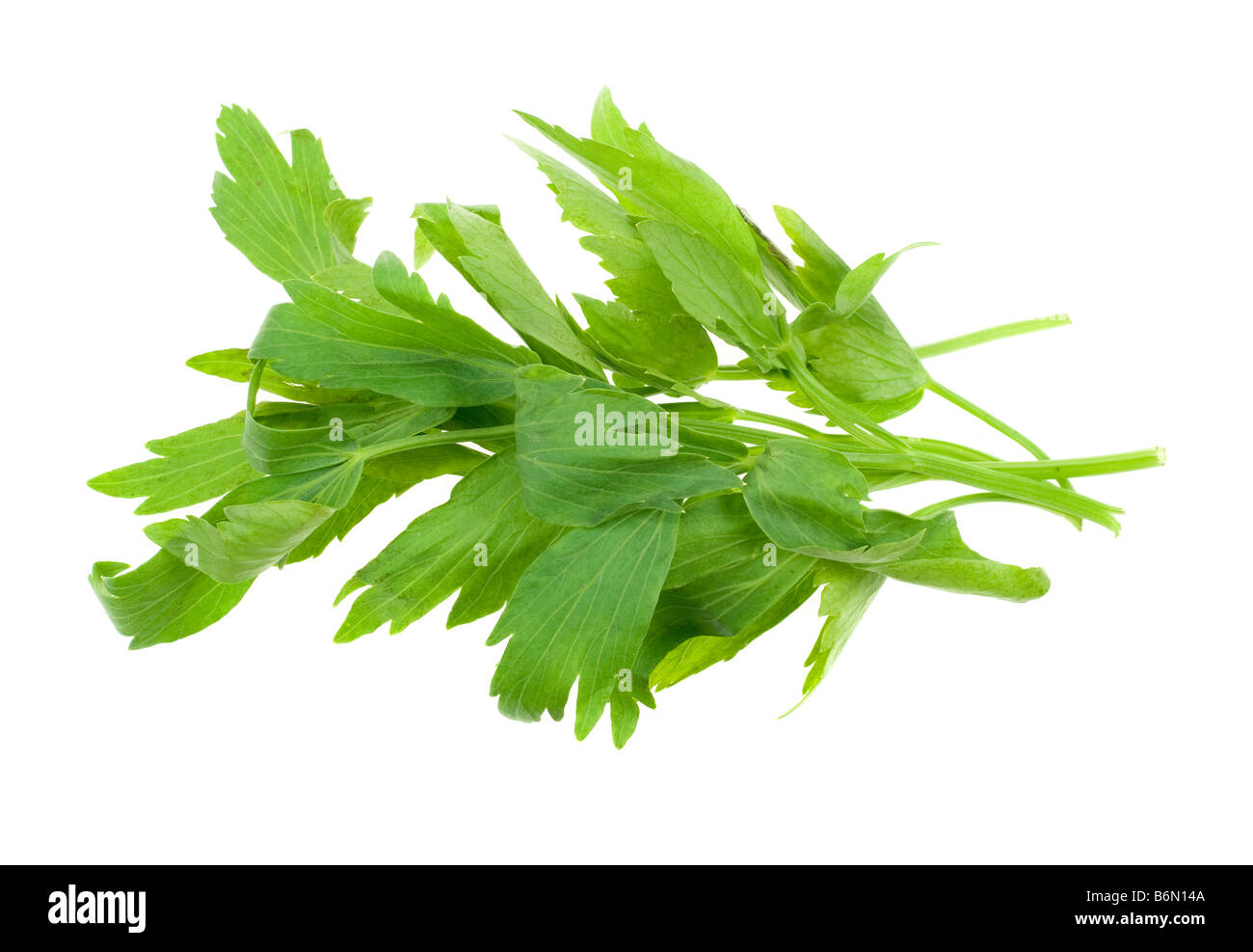 fresh lovage herb isolated on a white background Stock Photo - Alamy