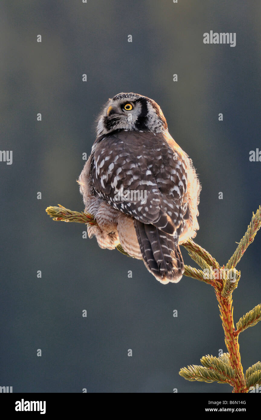 Rear view of owl hi-res stock photography and images - Alamy