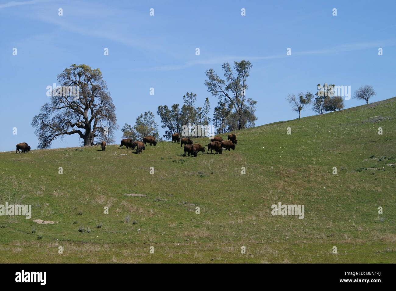 Buffalo in prairie Stock Photo - Alamy