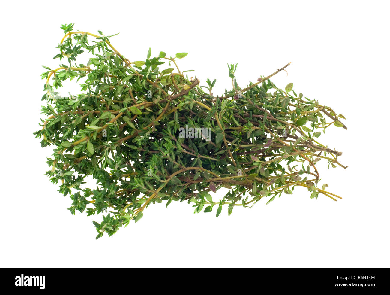 fresh thyme herb isolated on a white background Stock Photo - Alamy