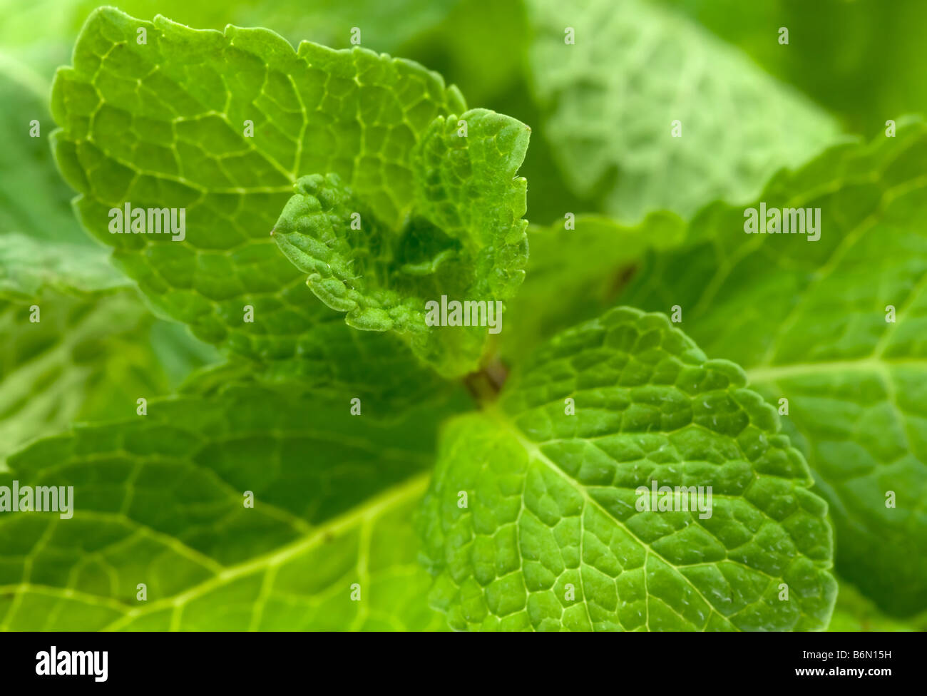 fresh mint leaves for backgrounds Stock Photo - Alamy