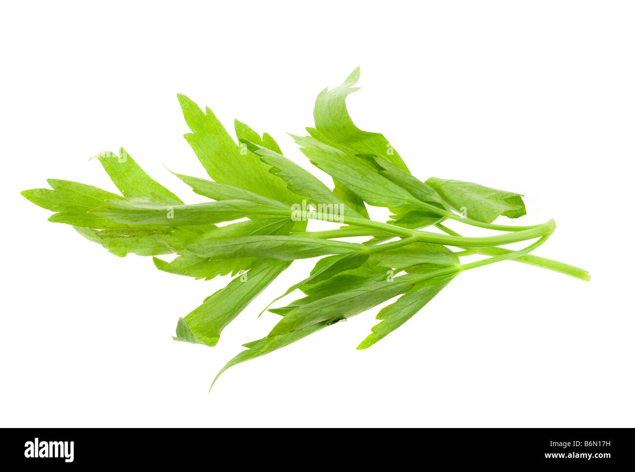 fresh lovage isolated on the white background Stock Photo - Alamy