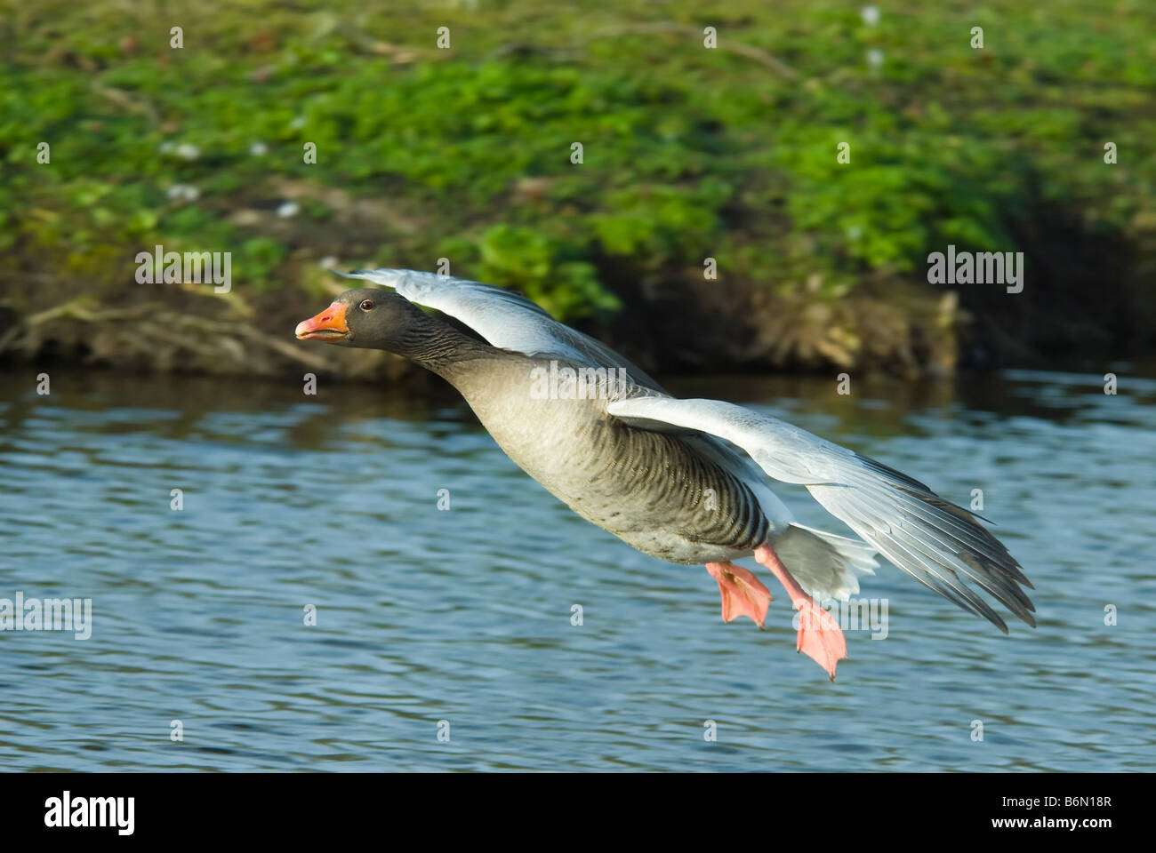 beautiful goose in flight about to land Stock Photo - Alamy