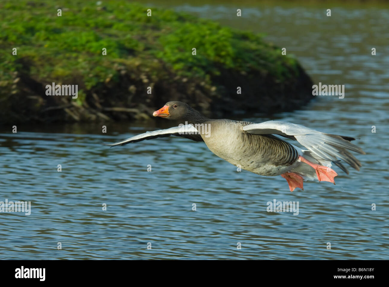 Beautiful flight over park in hi-res stock photography and images - Alamy