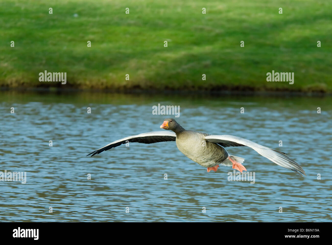 beautiful goose in flight about to land Stock Photo - Alamy