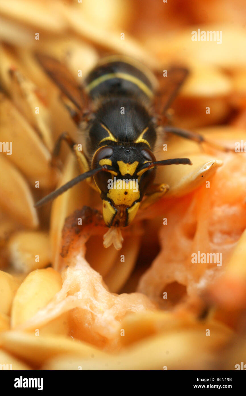 Dolichovespula media - Median wasp Stock Photo - Alamy