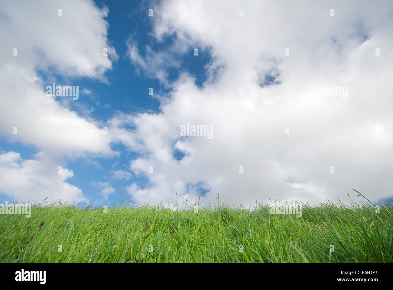 fresh green grass with bright blue sky summer background Stock Photo ...