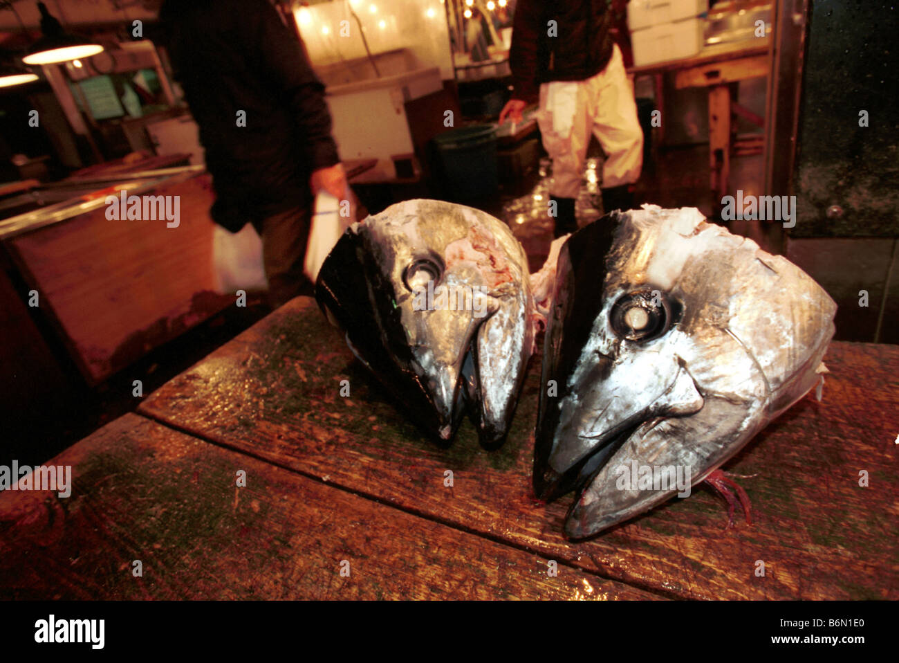 Tuna fish heads hi-res stock photography and images - Alamy
