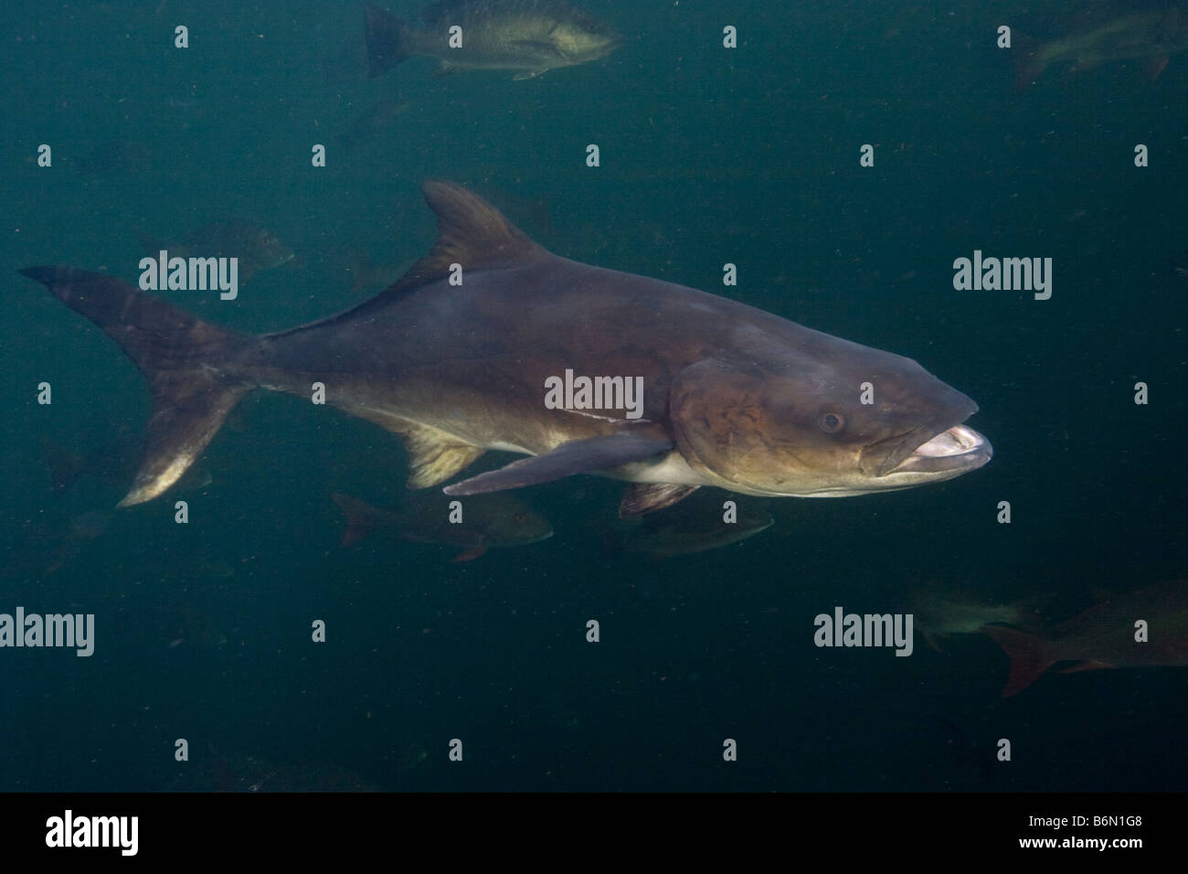 Cobia fish hi-res stock photography and images - Alamy