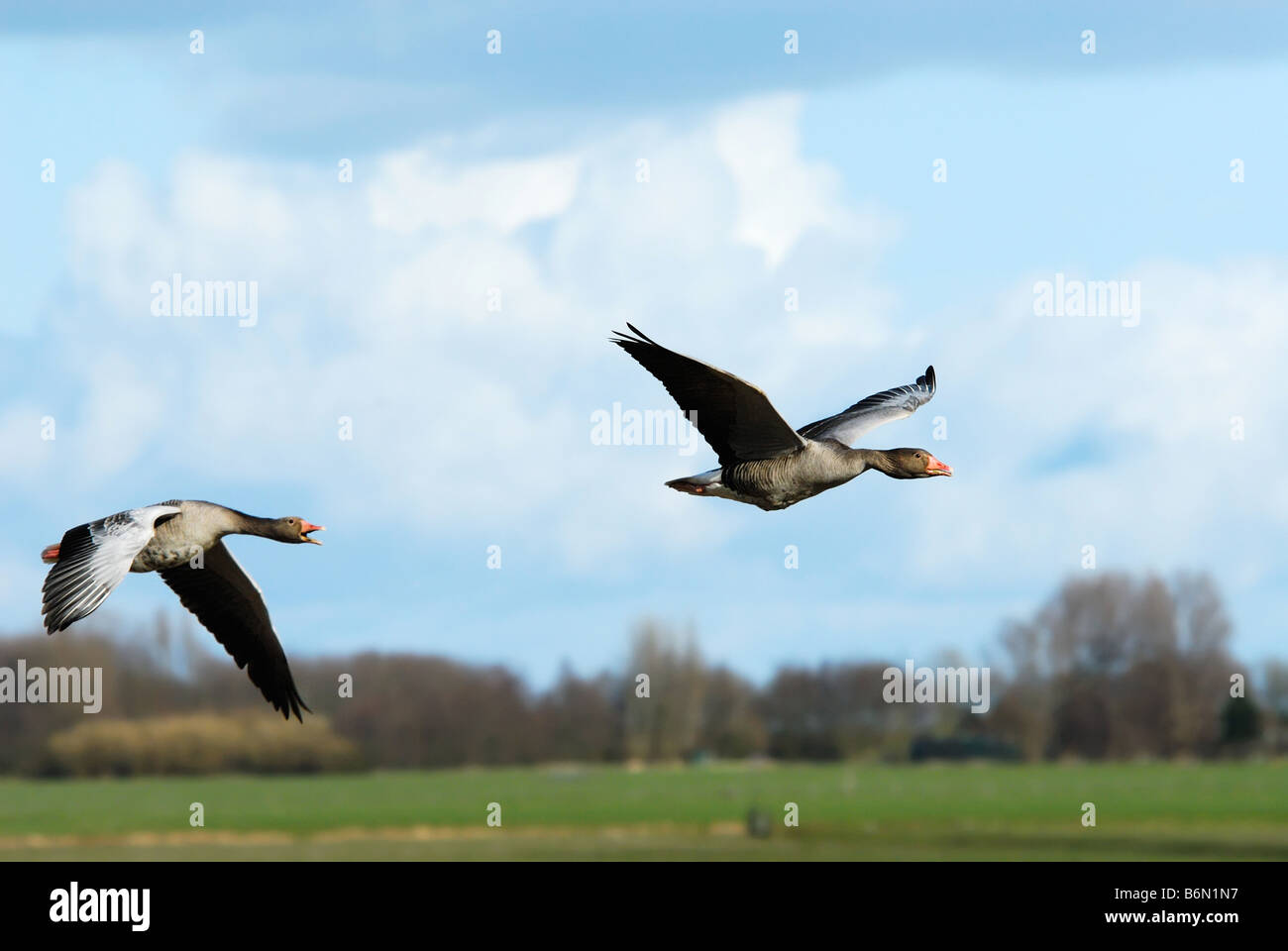 Geese in flight the netherlands Stock Photo - Alamy