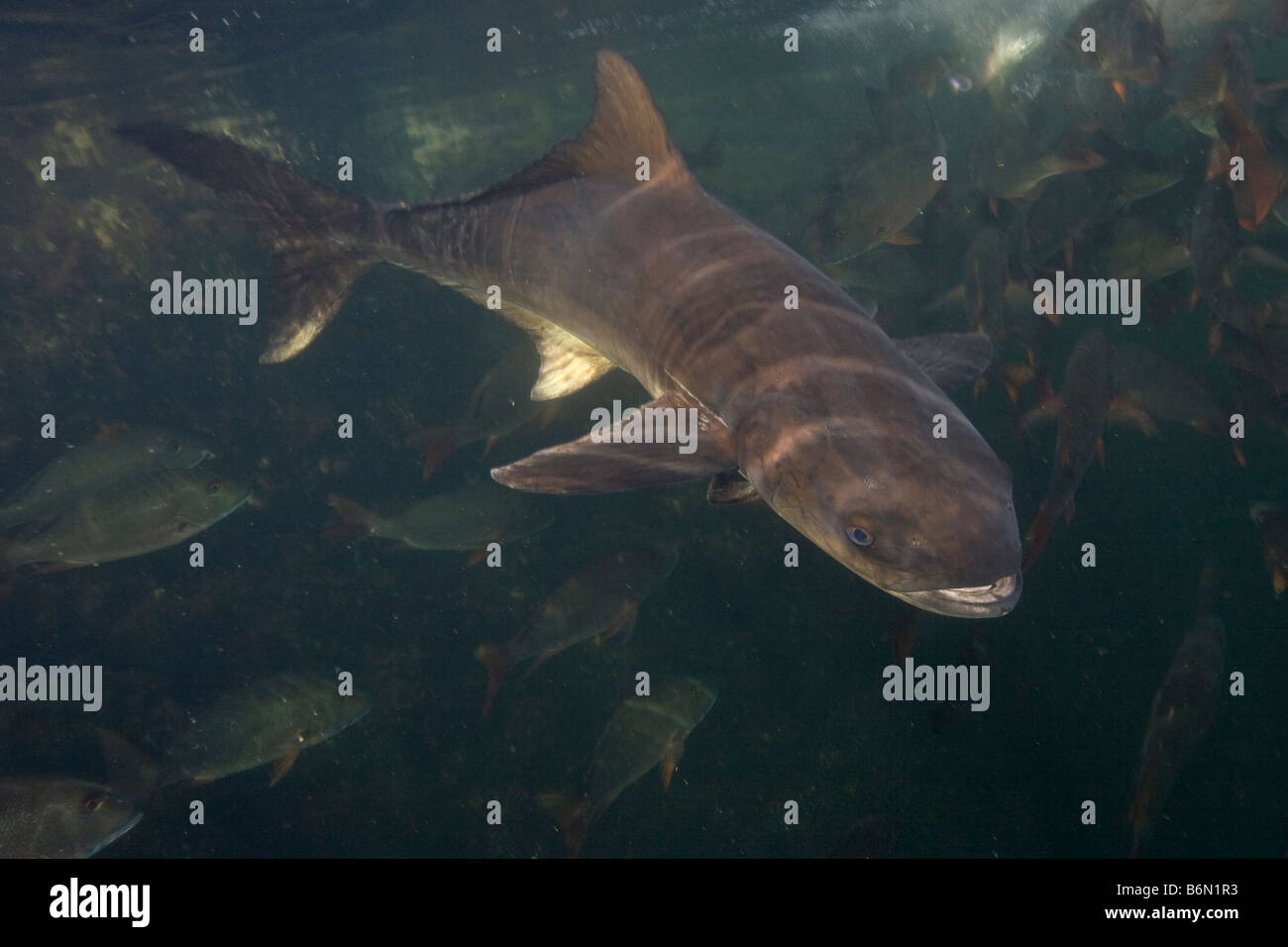 Underwater fishing hi-res stock photography and images - Alamy