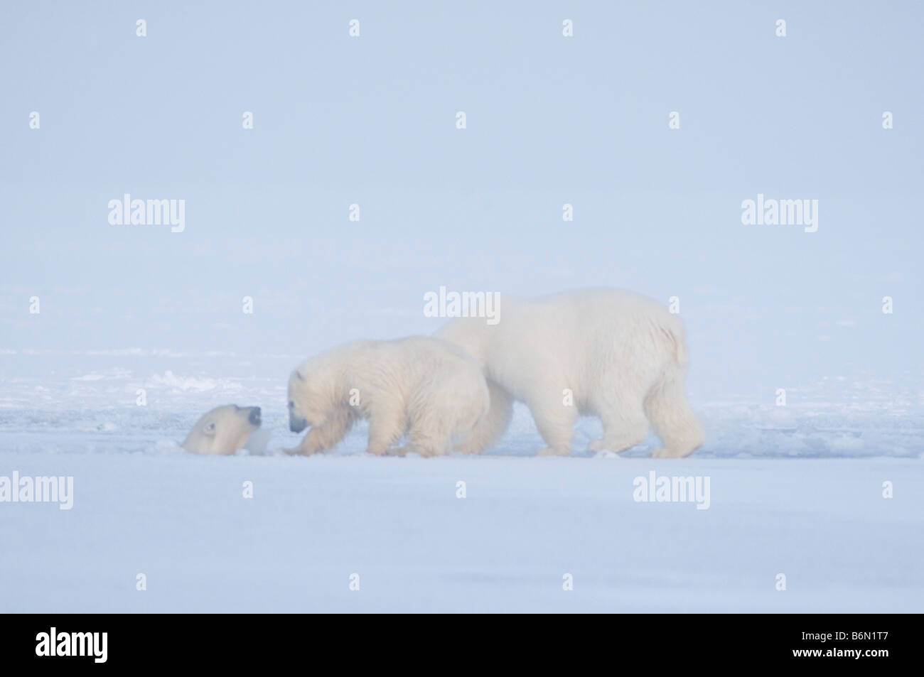 Two polar bears one on ice one at sea hi-res stock photography and ...
