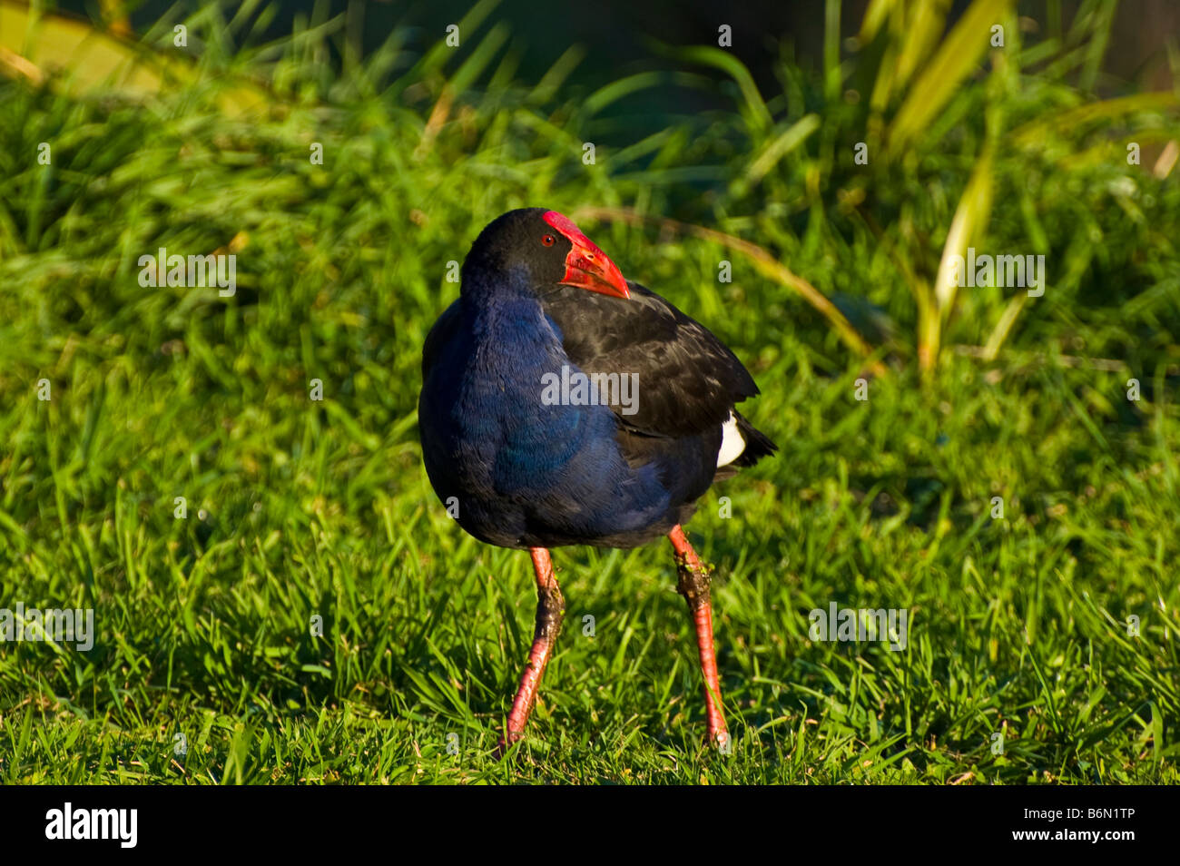 Pukeko native new zealand bird hi-res stock photography and images - Alamy
