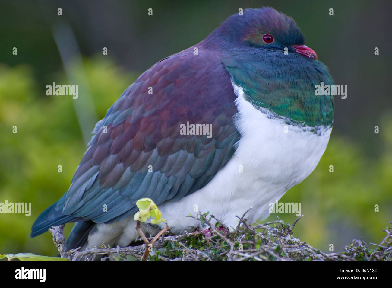 New Zealand wood pigeon or kereru (Hemiphaga novaeseelandiae Stock ...