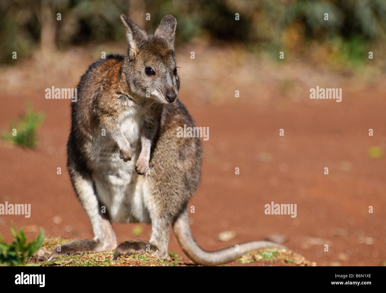 Red necked pademelon (Thylogale thetis), Queensland, Australia Stock ...