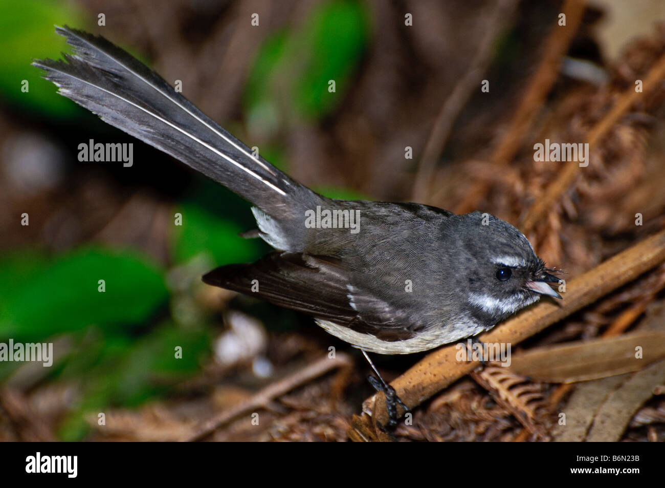 New Zealand grey fantail (Rhipidura fuliginosa) singing Stock Photo - Alamy